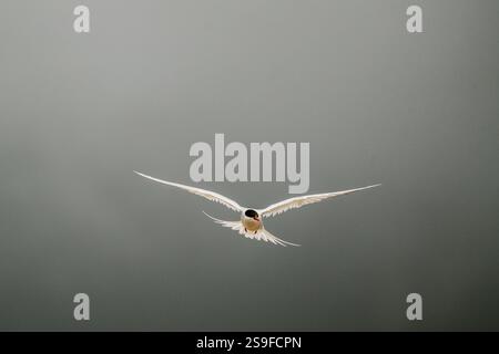 Arctic tern (kría) soaring gracefully with wings spread in South ...
