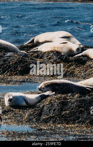 Seaweed covered rocks on Icelandic coast Stock Photo - Alamy
