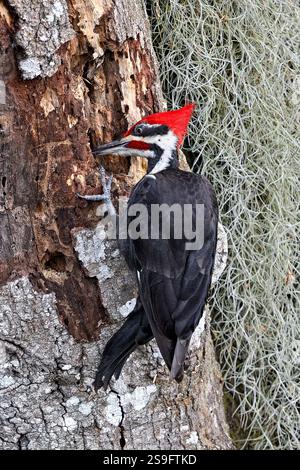 Pileated Woodpecker (Dryocopus pileatus) Colorful large red crested ...