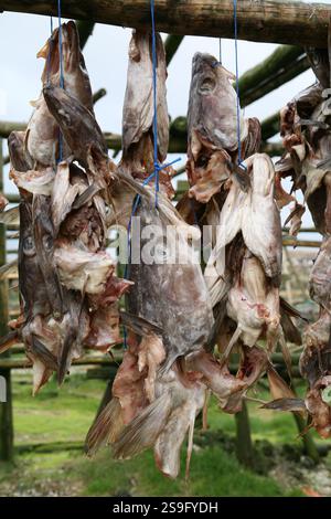 Drying of atlantic cod for stockfish on typical drying racks. Drying ...