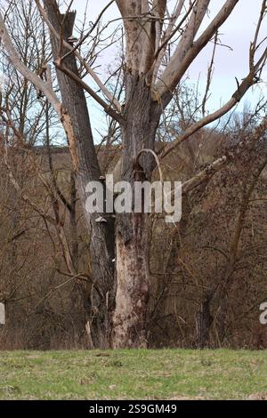 a Bird droppings damage Trees Stock Photo - Alamy
