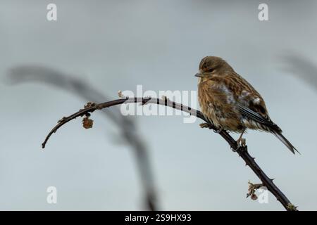 Female Linnet, a small finch feeding on seeds, spotted in the ...