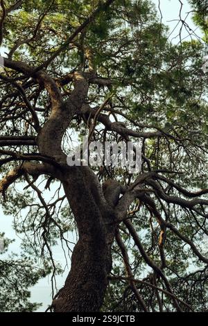A majestic tree with tall, sprawling branches providing a shaded canopy ...
