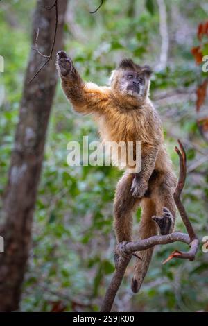Capuchin monkey standing on hind legs - one arm raised - high up in a ...
