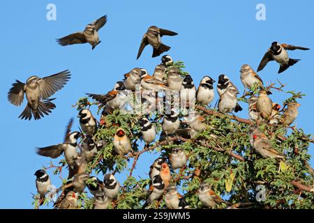 Cape sparrows (Passer melanurus) and other birds gathering in a tree ...