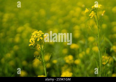 Different types of Bangladeshi vegetables Stock Photo - Alamy