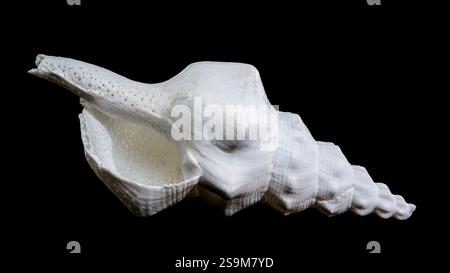 Close-up of a white Fusinus undatus seashell captured against a black ...