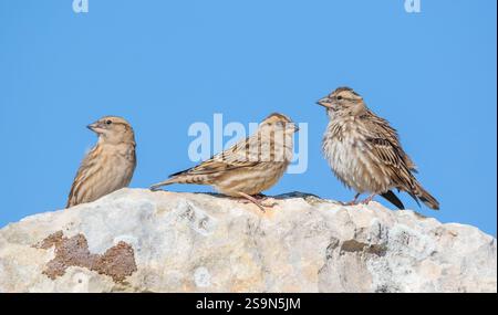 Rock Sparrow (Petronia petronia) is a sparrow living in high rocks ...