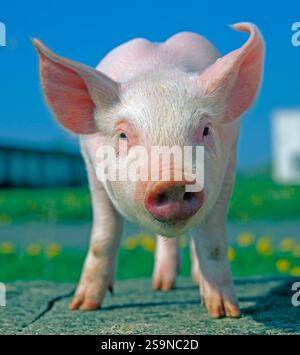 Ein rosafarbenes Ferkel freilaufend auf einem Bauernhof aeugt neugierig ...
