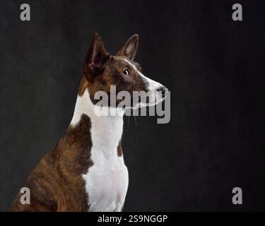 Portrait of Brindle color Basenji dog sitting on gray background Stock ...