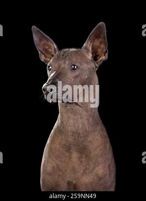Studio shot of a purebred Xoloitzcuintli dog standing on a white ...