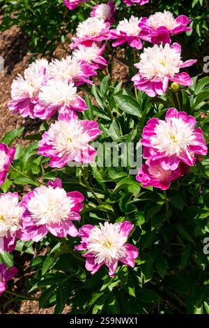 Wonderful hot pink garden peony (Paeonia lactiflora) in full bloom in ...