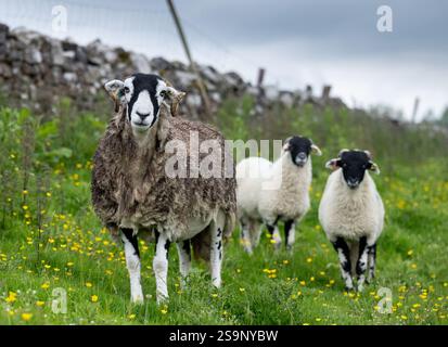 a swaledale sheep ready for a show with its twin lambs in the Yorkshire ...