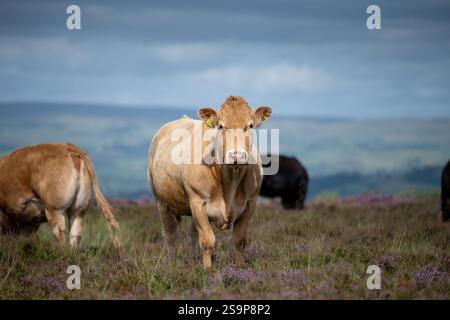 black and red limousin cows grazing a heather pasture Stock Photo - Alamy