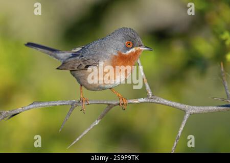 White-bearded warbler, (Sylvia cantillans), perch, biotope, bearded ...