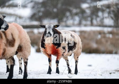 a group of dutch spotted tup lambs enjoying the snow, cumbria, january ...