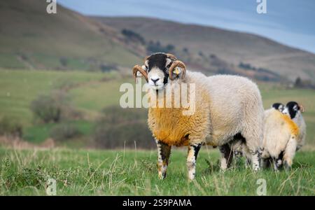 A swaledale shearling ram in tupping time, the yorkshire dales ...