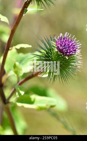 the prickly balls are purple burdock flowers Stock Photo - Alamy