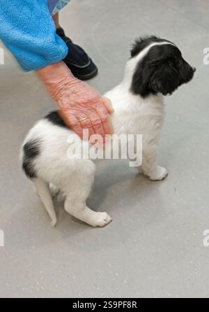 Older woman with dementia hugging a puppy dog. Patients in geriatric ...