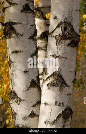 Birch tree trunks in early spring, Greater Sudbury, Ontario, Canada ...