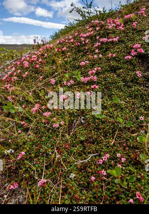 Alpine azalea (Loiseleuria procumbens) flowering plants in the tundra ...