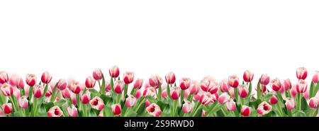 Border of fresh pink spring tulips arranged in a row on rustic ...