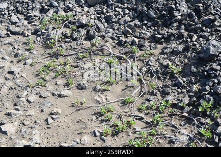 Arctic willow (Salix arctica) is a prostrate deciduous shrub native to ...