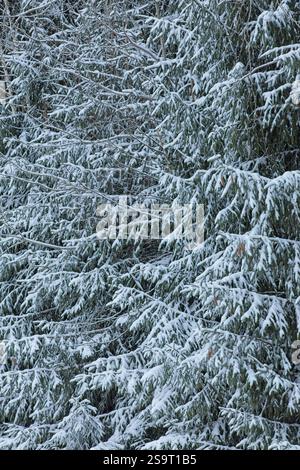 Closeup view of tree branches covered with ice on winter day outdoors ...