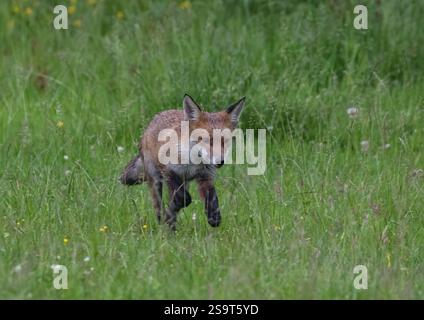 Red fox (Vulpes vulpes) running, Black Forest, Germany, Winner of Fritz ...