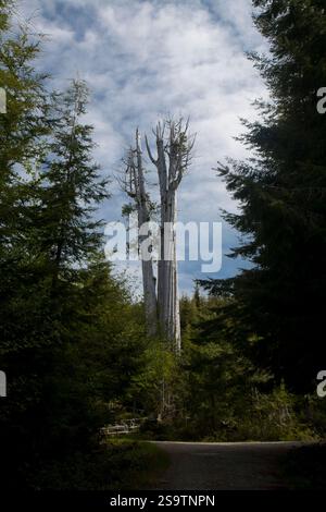 The Duncan tree, the worlds largest Red cedar tree Stock Photo - Alamy
