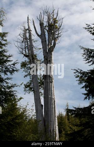 The Duncan tree, the worlds largest Red cedar tree Stock Photo - Alamy