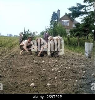 Women Potato picking harvesting Cound in Shropshire Britain 1962 1960s ...