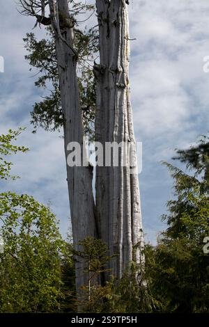 The Duncan tree, the worlds largest Red cedar tree Stock Photo - Alamy