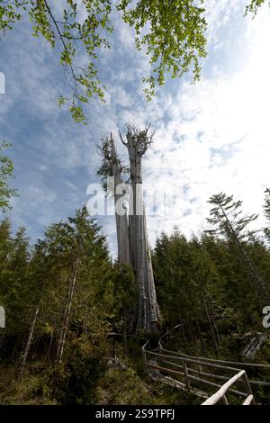 The Duncan tree, the worlds largest Red cedar tree Stock Photo - Alamy