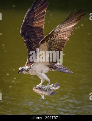 Osprey flying high seeking next meal Stock Photo - Alamy
