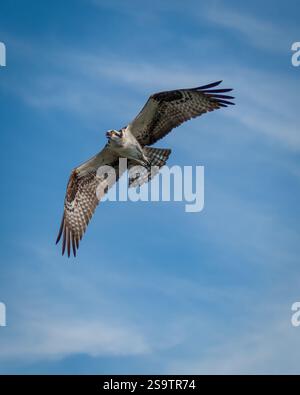Osprey flying high seeking next meal Stock Photo - Alamy