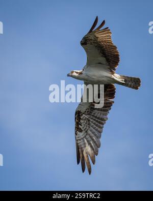 Osprey flying high seeking next meal Stock Photo - Alamy