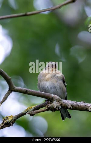 The female chaffinch, a seed and insect feeder, was photographed on ...