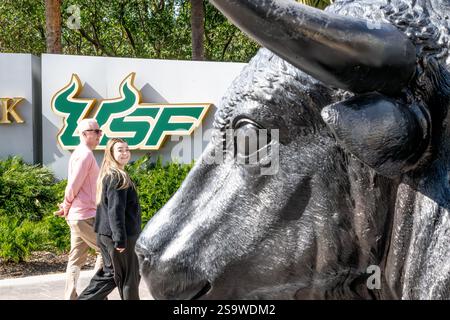 University of Southern Florida in Tampa Bay - USF logo and bull statue ...