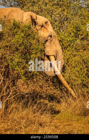 Craig the Elephant, largest Amboseli elephant, Amboseli National Park ...