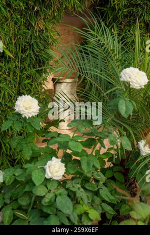 Fes, Morocco. White roses in bloom Stock Photo - Alamy