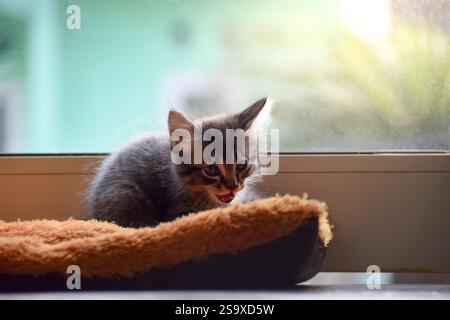 Playful Cute Curious Funny Maine Coon Cat With White-black Marble Fur ...