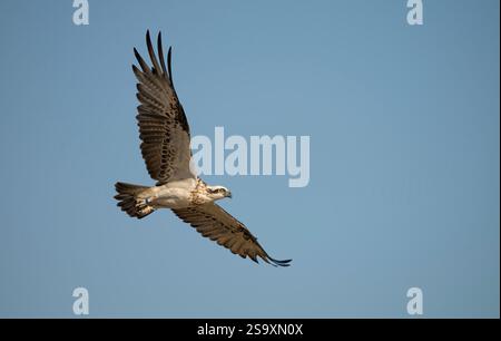 The Eastern Osprey (Pandioncristatus ) is a medium-sized fish-eating ...