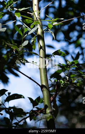 Prostanthera lasianthos Prostanthera lasianthos Stock Photo - Alamy