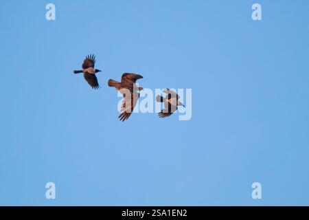 An osprey being teased by hooded crows, Mueritz region, Mecklenburg ...