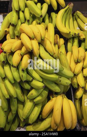 Ripe and unripe bananas (Musa), Bavaria, Germany, Europe Stock Photo ...