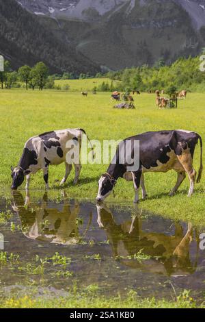 Holstein Friesian cattle stand on a green meadow next to a puddle. A ...