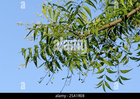 Medicinal Plant, Green Neem tree Melia Azadirachta Lin Stock Photo - Alamy