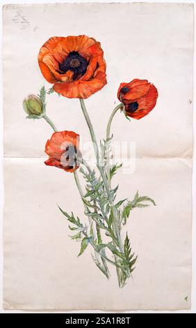 Poppy, VALLMO, Watercolor and ink on paper, Hilma Af Klint (1862-1944 ...