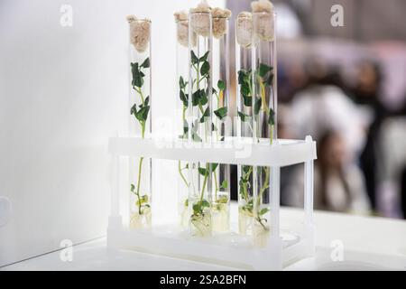 in vitro collection of transgenic potato plant and original varieties ...